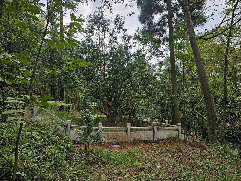 (Send from USA)3000 Year Old Tree Si Qiu Gu Shu Black Tea 25g | Qi Fine ...